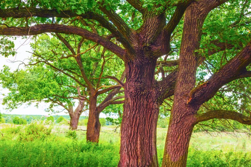 Tree Cost by Size and Type
