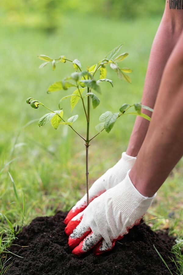 Tree Planting Cost Calculator