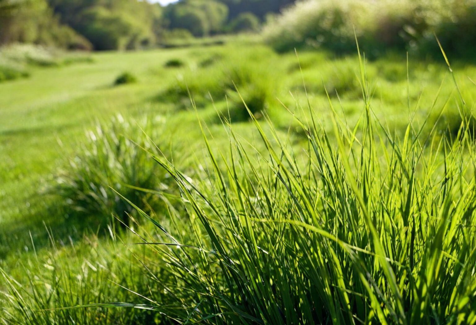 Why Your Sustainable Grass Could Save Local Ecosystems